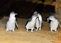 Penguin-Pedia